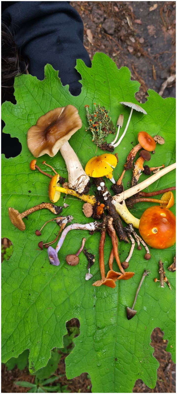 El exquisito sabor de los hongos, elemento ancestral de la cocina de ...