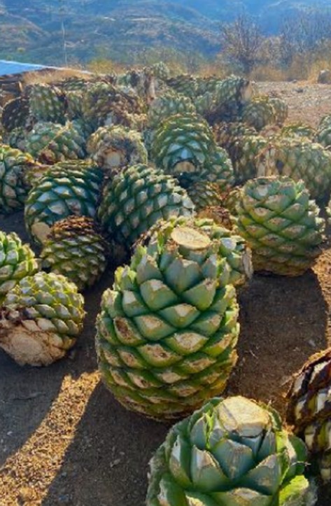 MI Mezcal, bebida que sólo se encuentra en Acapulco, atrae a los ...